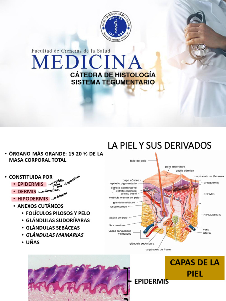 PIEL | PDF | Piel | Epidermis