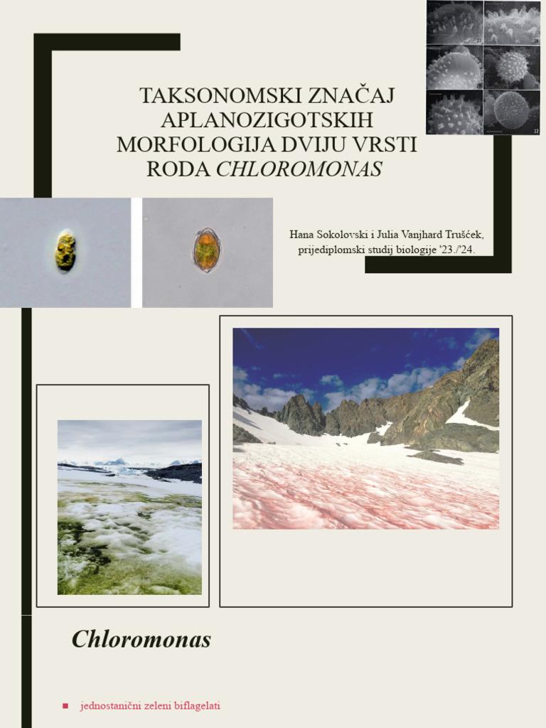 Snježni Chloromonas | PDF