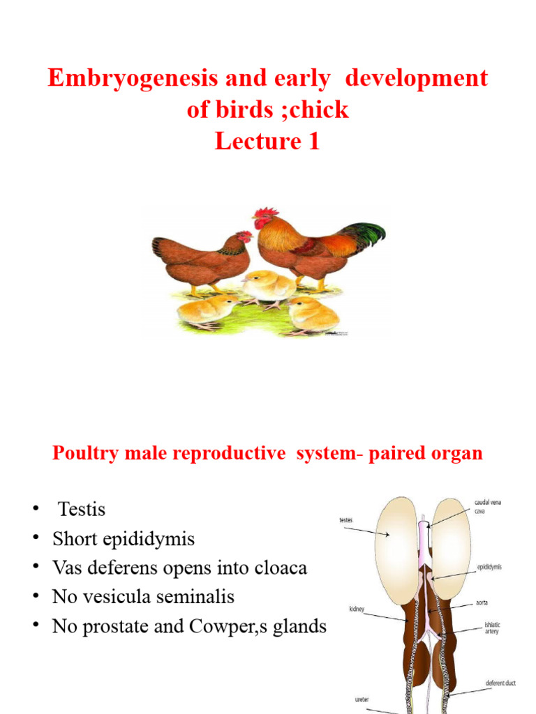 Embryogenesis1 and Early Development of Birds | PDF | Reproduction ...