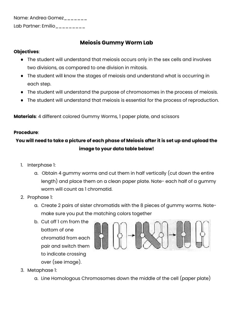 Copia de Meiosis Gummy Worm Lab | PDF | Meiosis | Mitosis