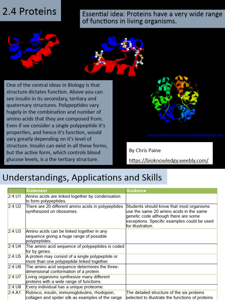 Essential Idea: Proteins Have A Very Wide Range of Functions in Living ...