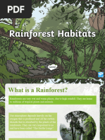 Layers of The Rainforest: Emergent | PDF