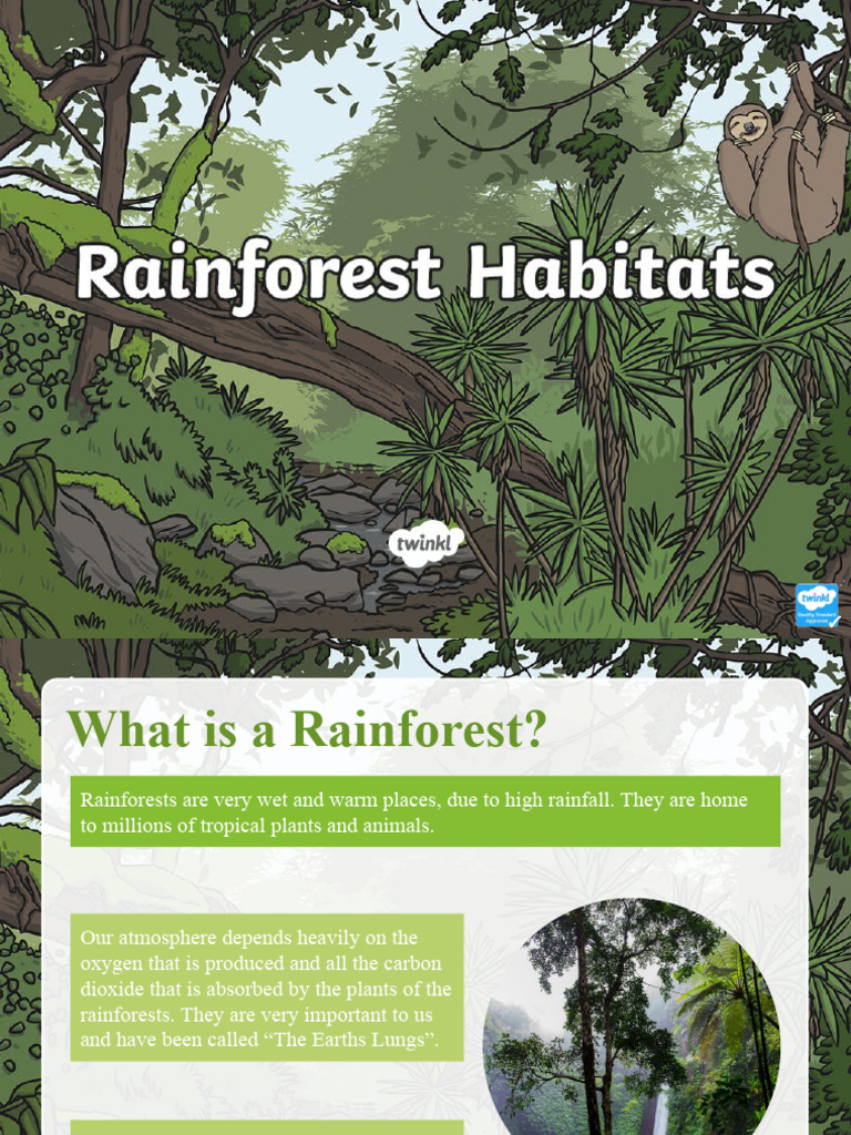 T T 4797 Rainforest Habitat Powerpoint Ver 1 | PDF | Rainforest | Ecology