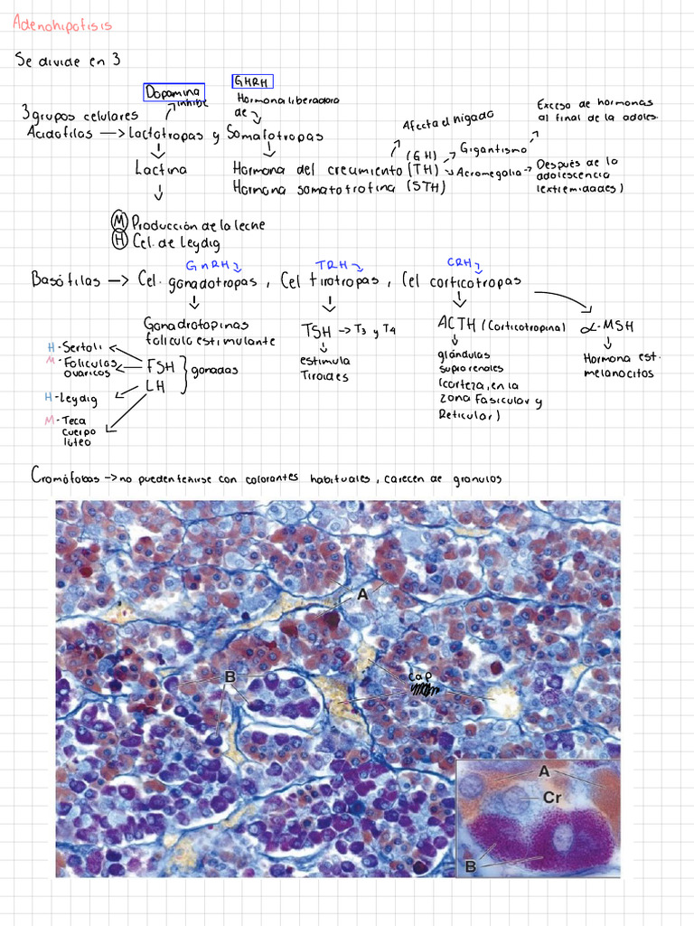 Morfo | PDF | Anatomia animal | Neuroendocrinología