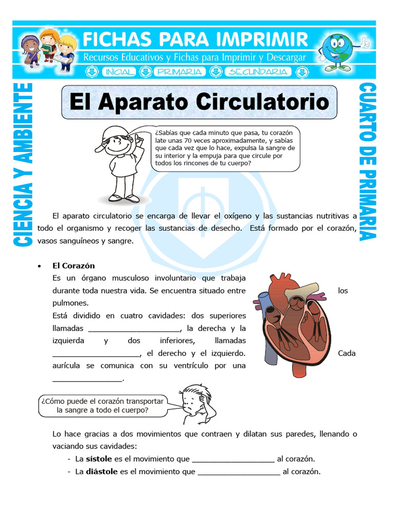 Ficha El Aparato Circulatorio Para Cuarto De Primaria Pdf Corazón