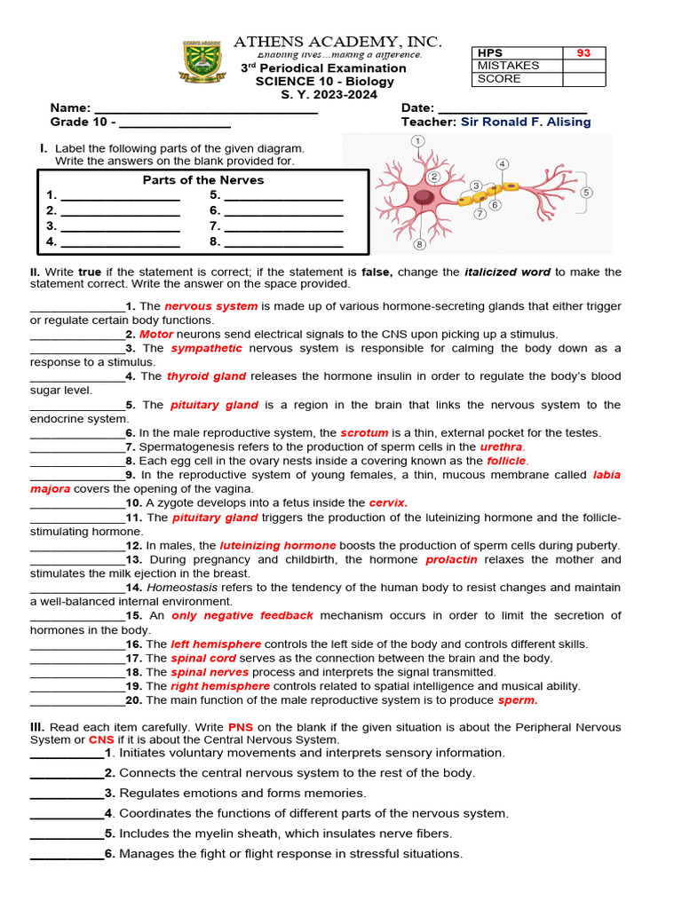 S10 - 3rd Periodical Examination | PDF | Nervous System | Human Body