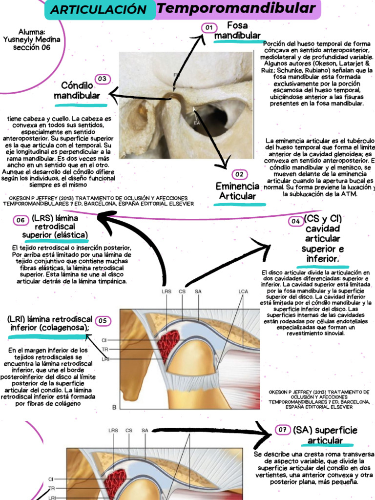 Componentes de La ATM | Descargar gratis PDF | Articulación | Sistema ...
