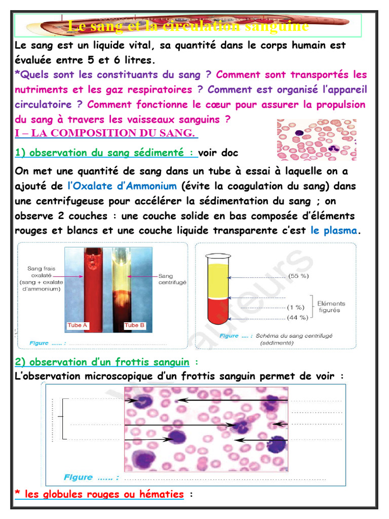Observation du Sang Sédimenté | PDF | Sang | Vaisseau sanguin