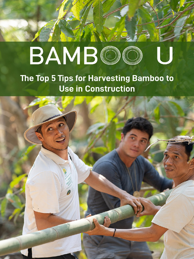 Bamboo Harvesting Tips | PDF | Bamboo | Soil