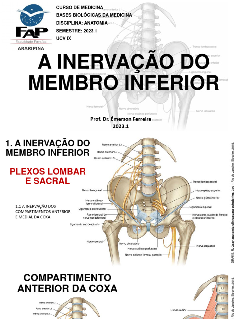 S3 - UCV IX - Anatomia - Aula 4 - Inervação Do MMII | PDF | Anatomia ...