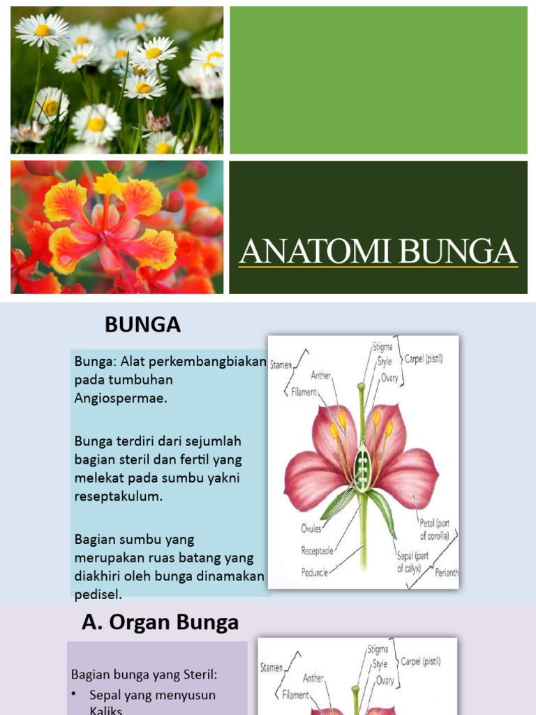 Pert 13 Bunga (Flos) | PDF | Griya & Taman | Sains & Matematika