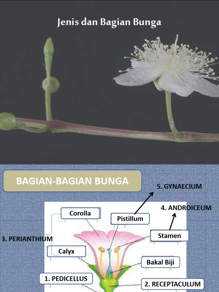 Pert 13 Part II Bunga (Flos) | PDF | Kajian Bahasa Asing