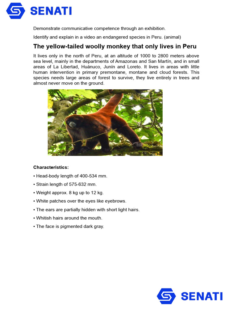 El Mono Choro de Cola Amarilla | PDF