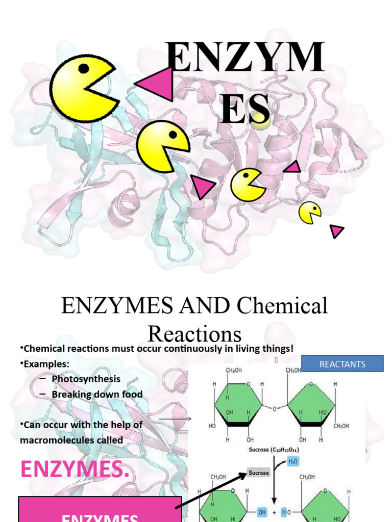 Enzymes | PDF | Enzyme | Active Site