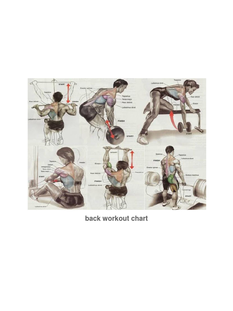Comprehensive Workout Charts Guide | PDF