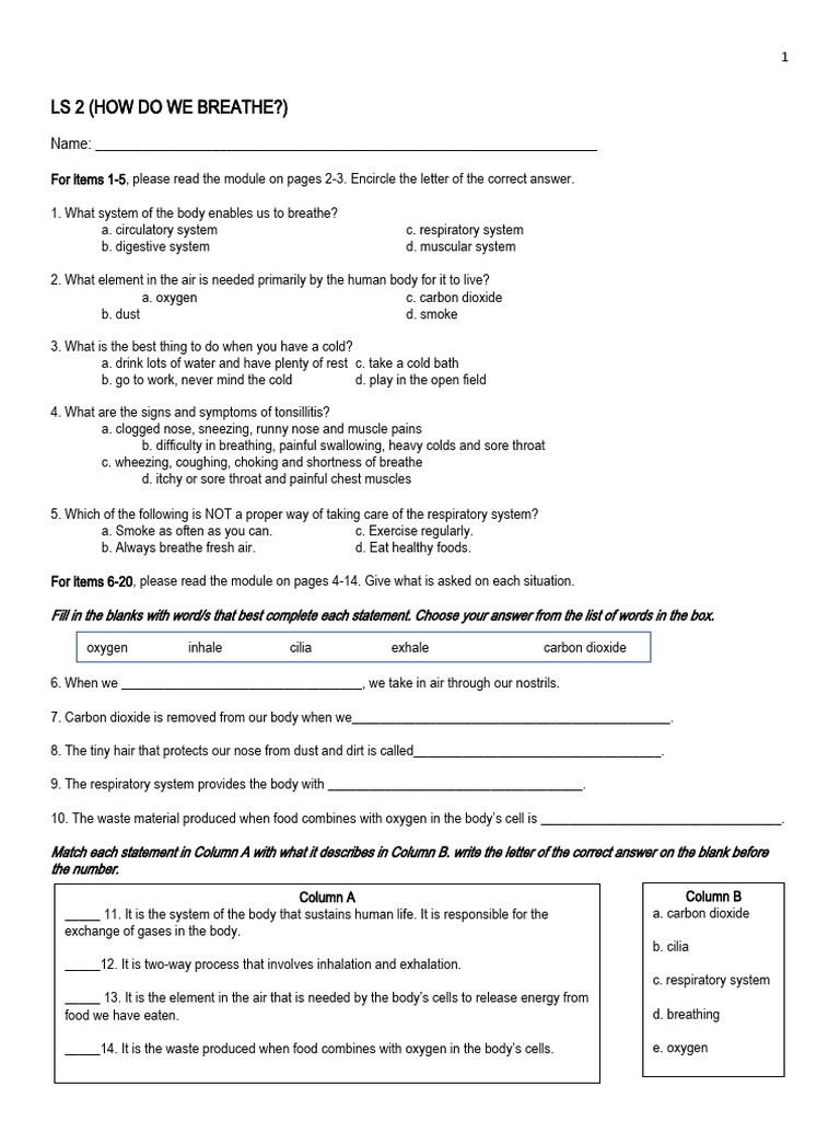 How Do We Breathe | PDF | Respiratory Tract | Cough