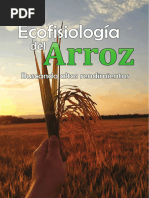 Subproductos del Arroz: Arrocillo y Más | PDF | Arroz | Cereales