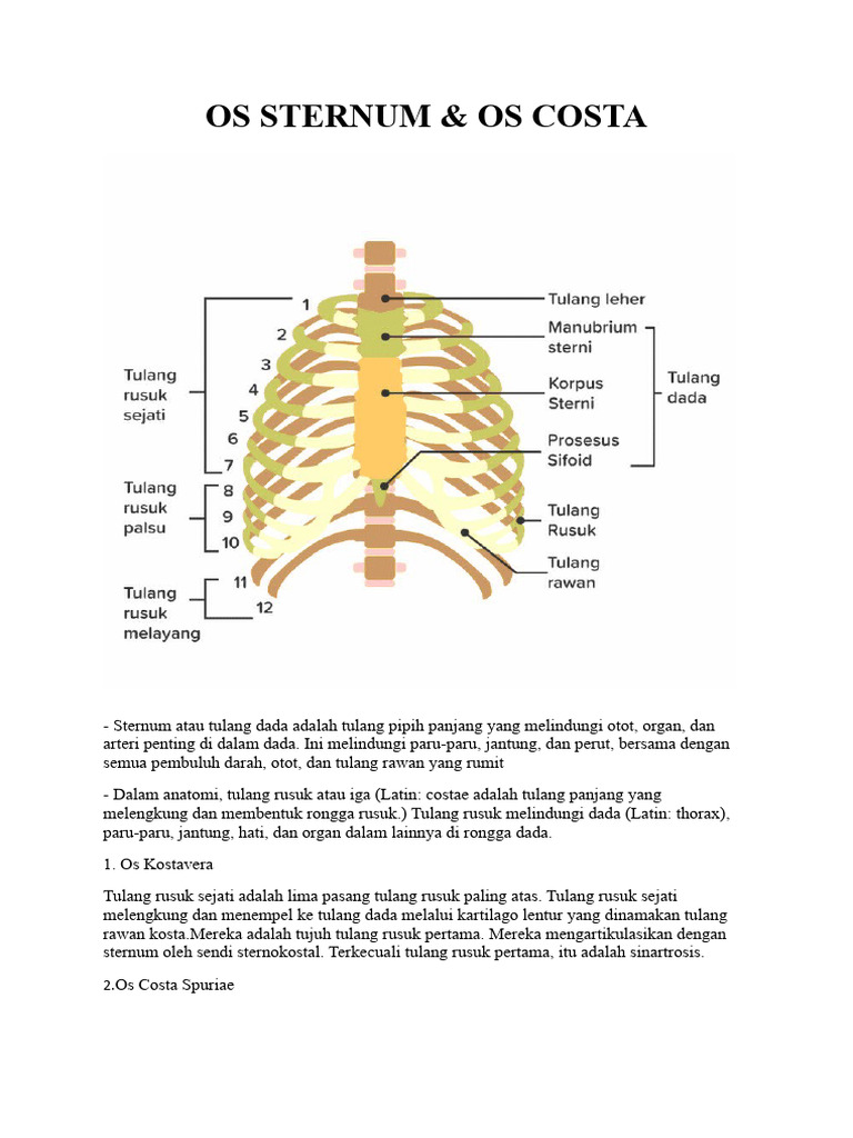 Anatomi Punggung, Dada, Rusuk Dio1 | PDF | Kajian Bahasa Asing | Kesehatan Holistik
