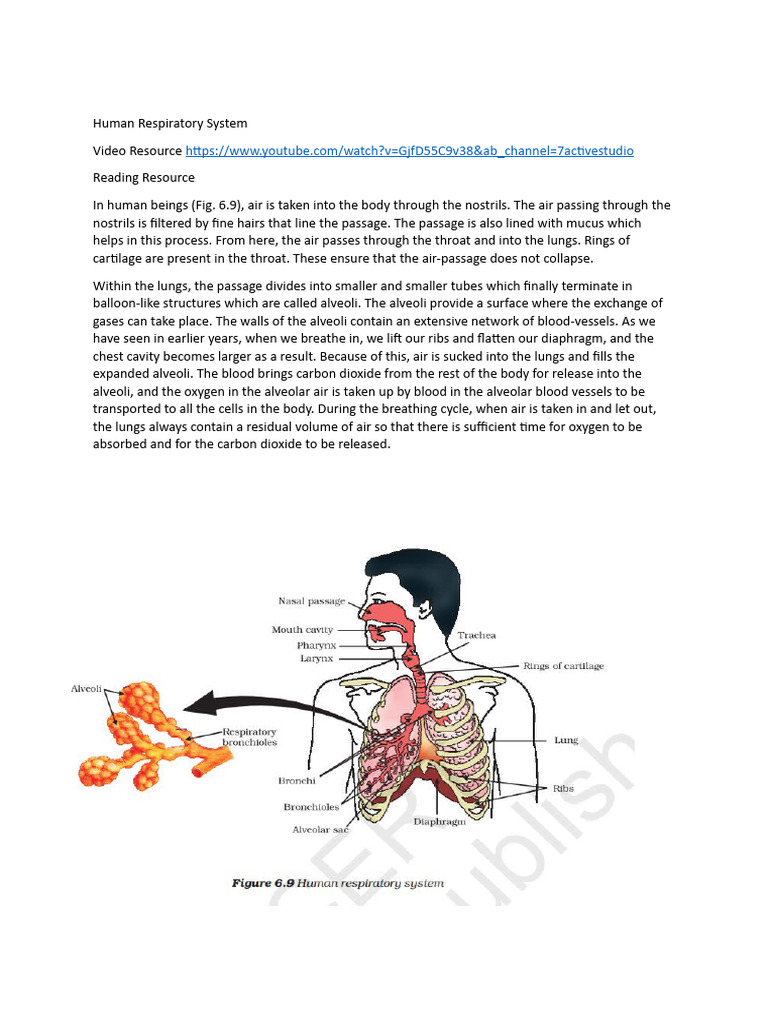 Human_Respiratory_System | PDF