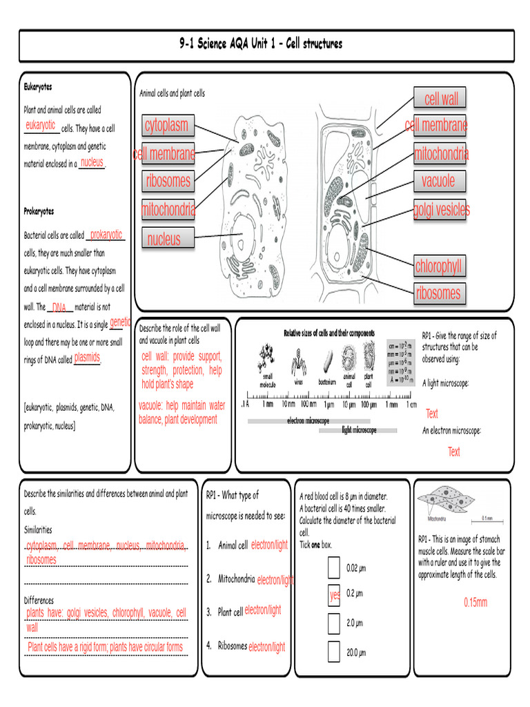 Cell Structures and Specialization Guide | PDF | Cell (Biology ...