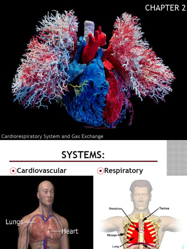 Ch 2 - Cardiorespiratory System and Gas Exchange (1) | PDF ...
