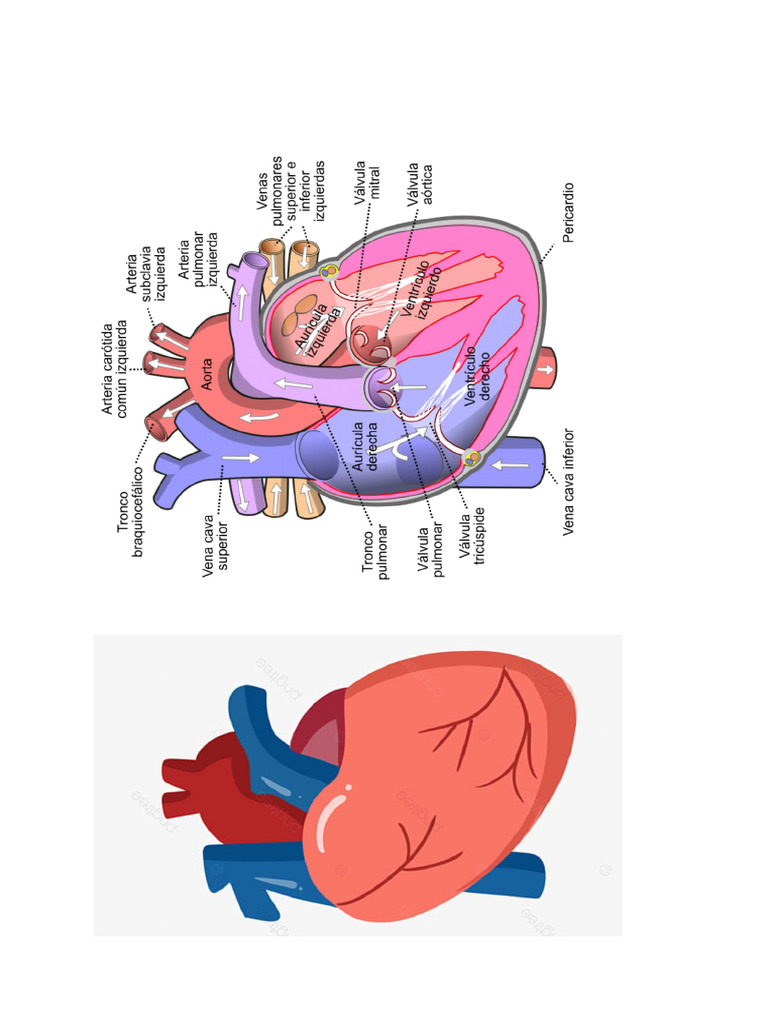 El Corazon y Sus Partes | PDF