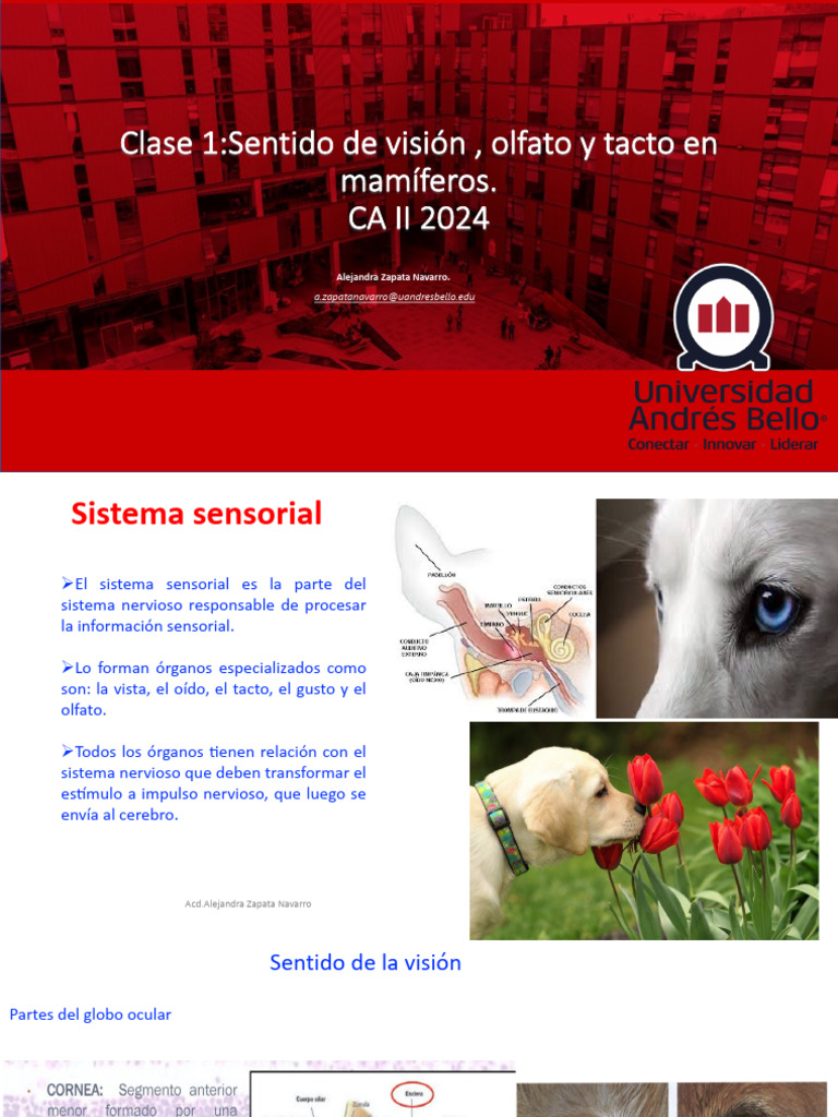 Clase I Olfato - Vision y Tacto 2024 | PDF | Percepción visual | Tejido ...