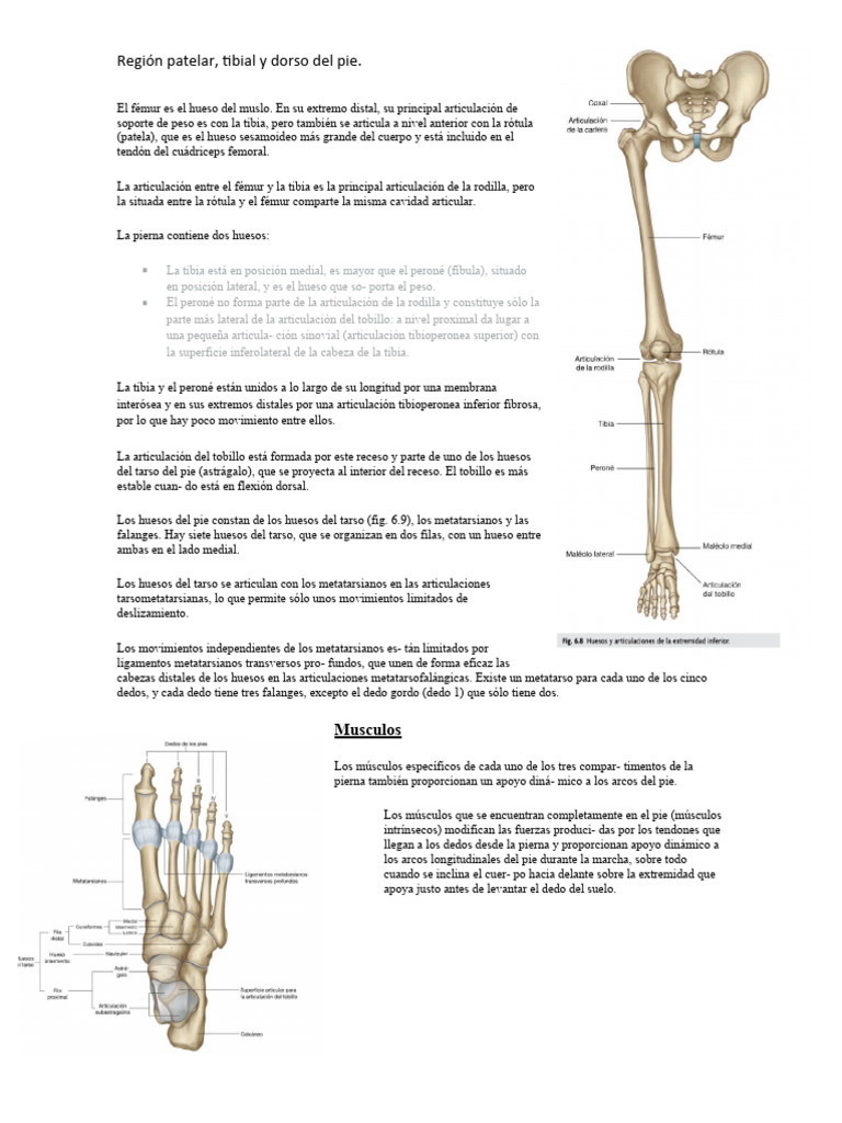 El Fémur Es El Hueso Del Muslo | PDF | Tobillo | Pie
