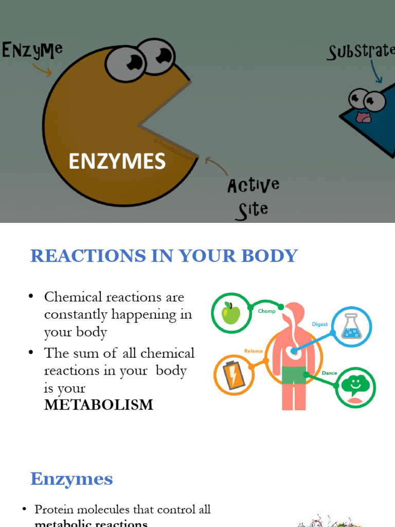 Enzymes Presentation | PDF | Enzyme | Active Site