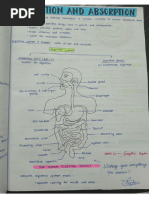 Digestive System Notes | PDF