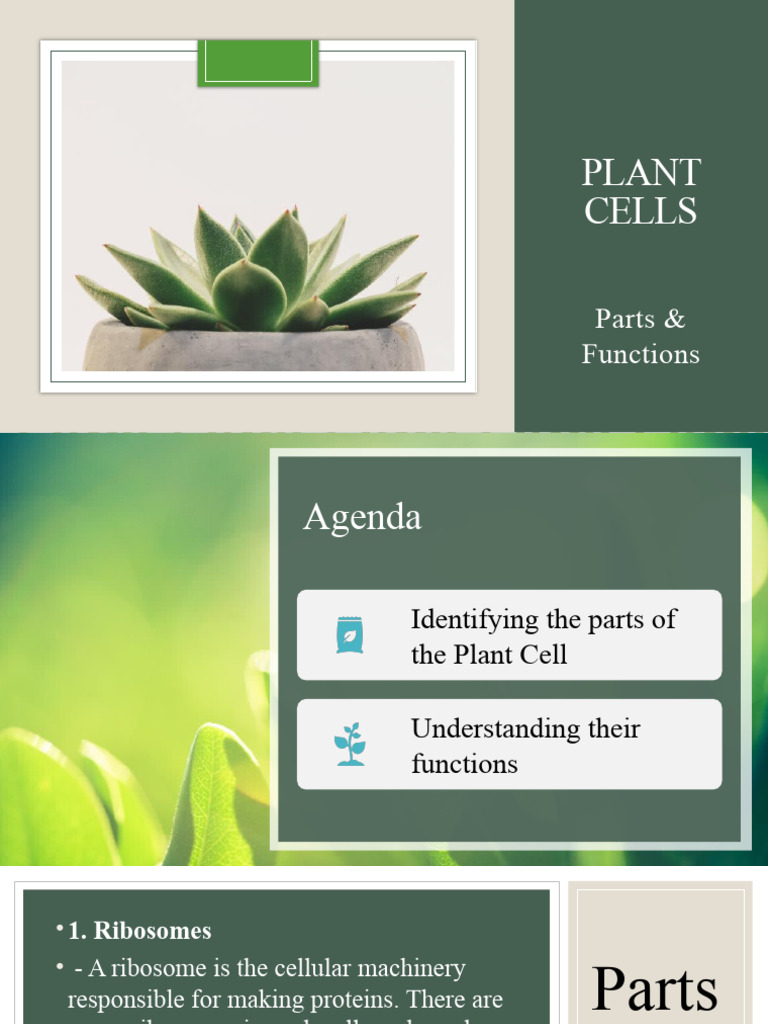 ELS Cell Presentation | PDF | Cell (Biology) | Cell Nucleus