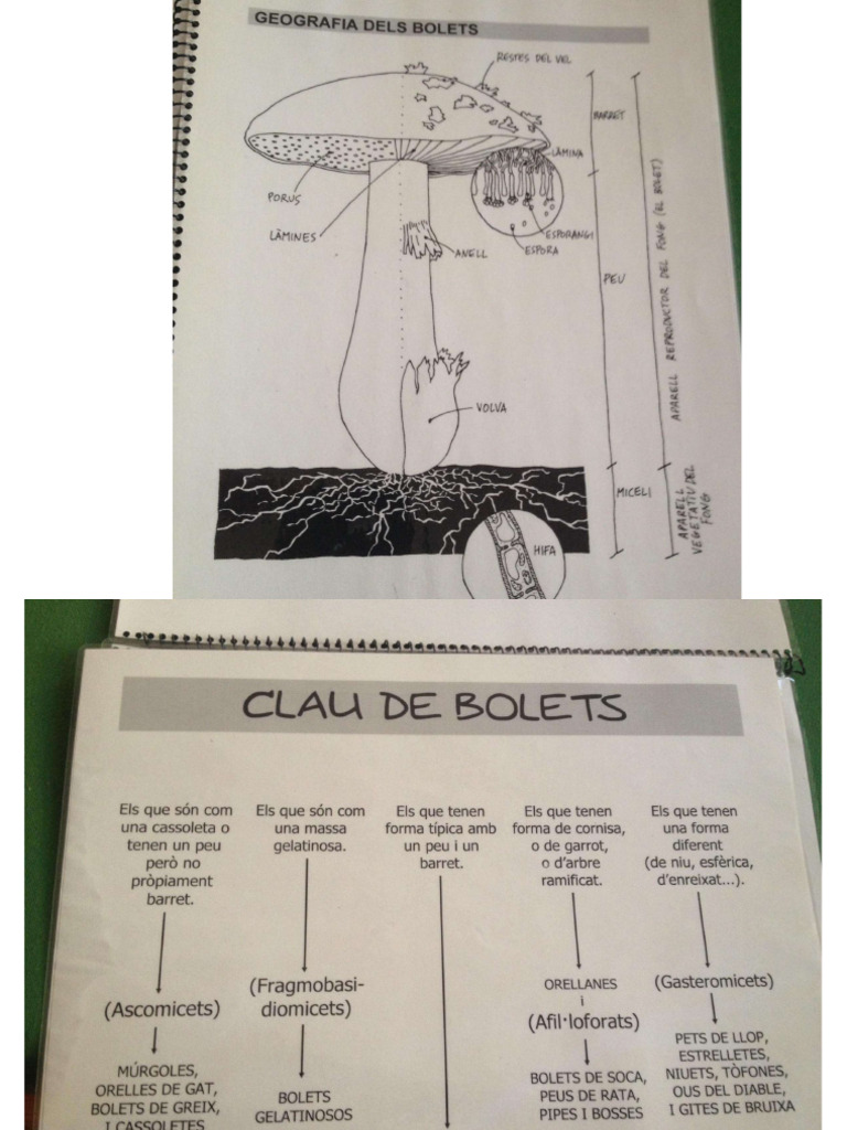 Bolets Classificació | PDF