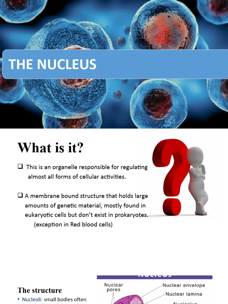 Group A The Nucleus | PDF