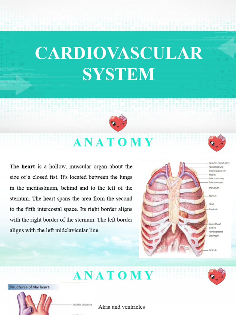 Assessment Cardiovascular | PDF | Heart | Ventricle (Heart)