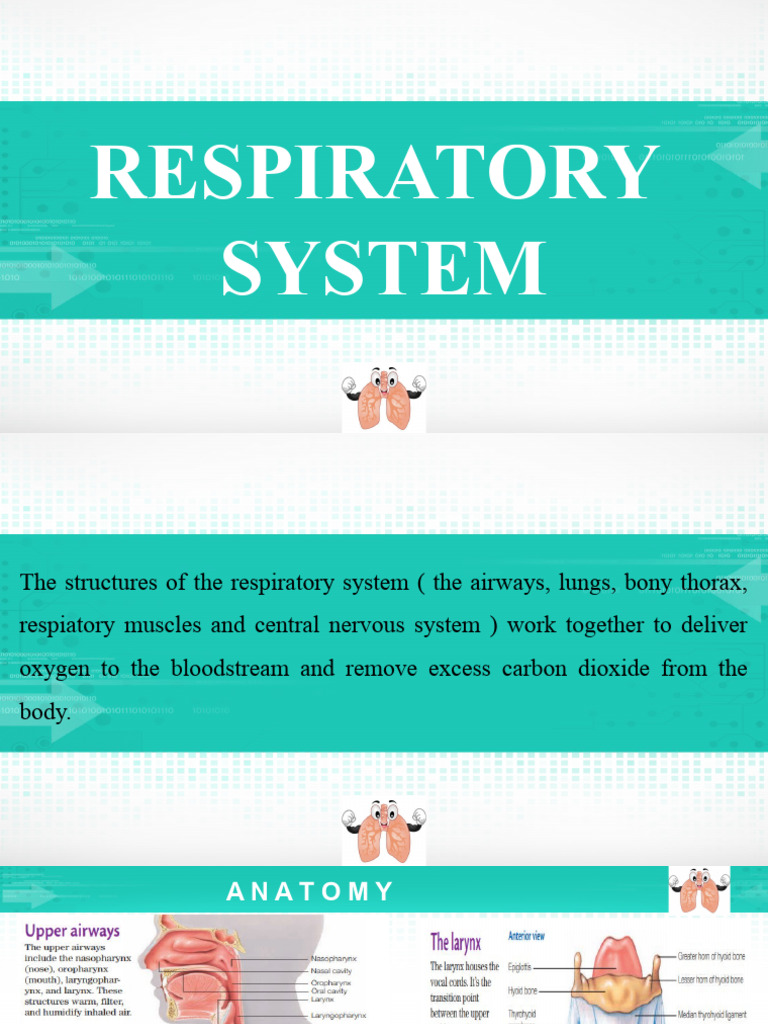 Assessment Respiratory System | Download Free PDF | Respiratory System ...
