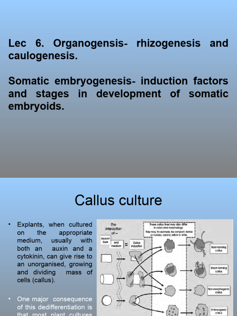 Lec 6. Organogensis and Somatic Embryogeneis | PDF | Embryo | Plant Hormone