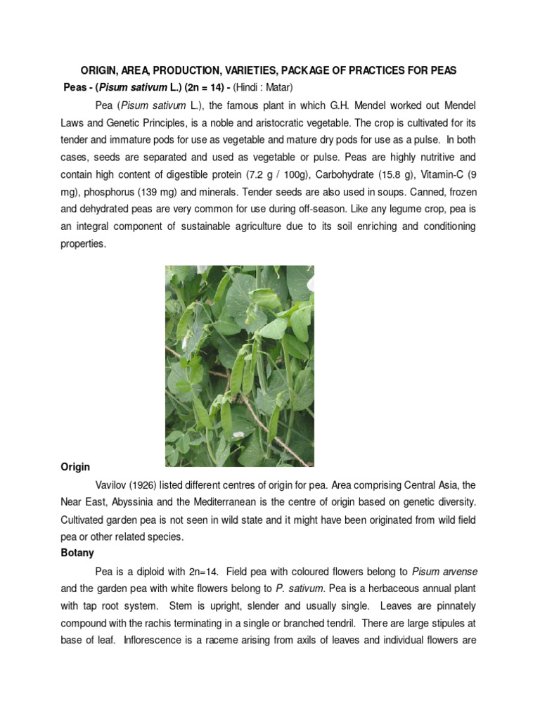 Peas | PDF | Pea | Sowing