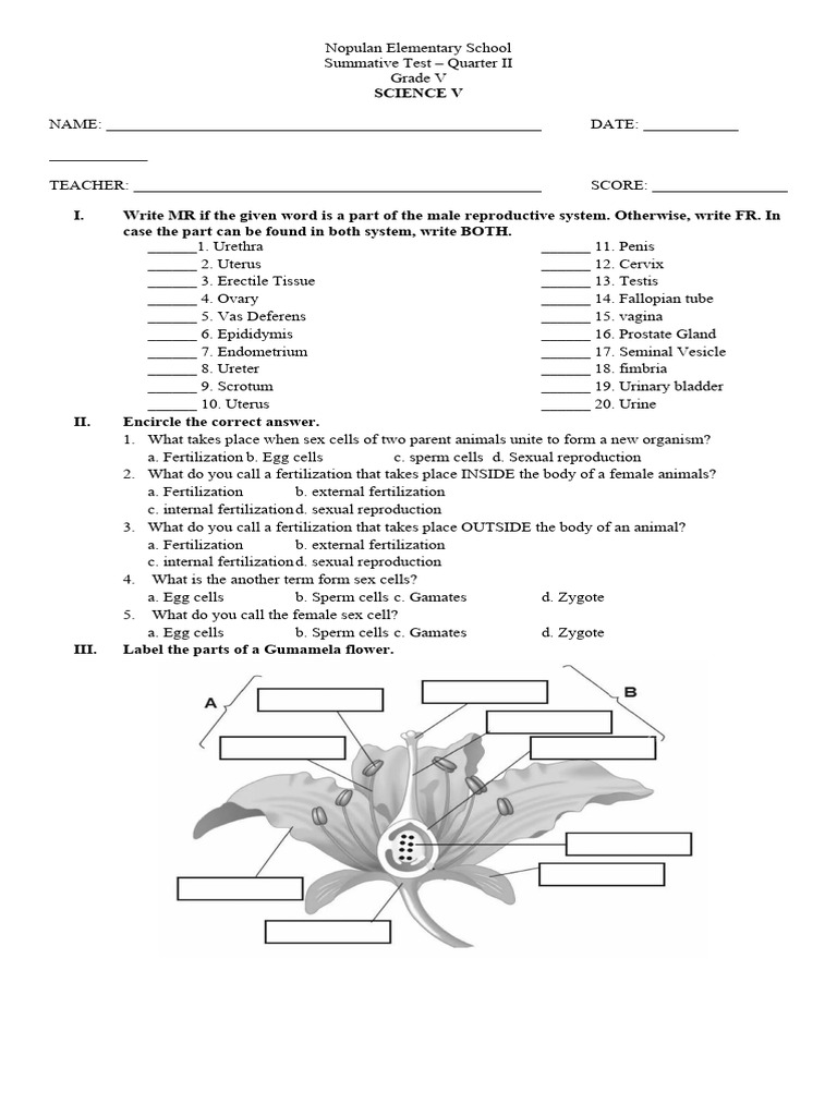 Grade V Summative Test Overview | PDF | Sexual Reproduction | Human ...
