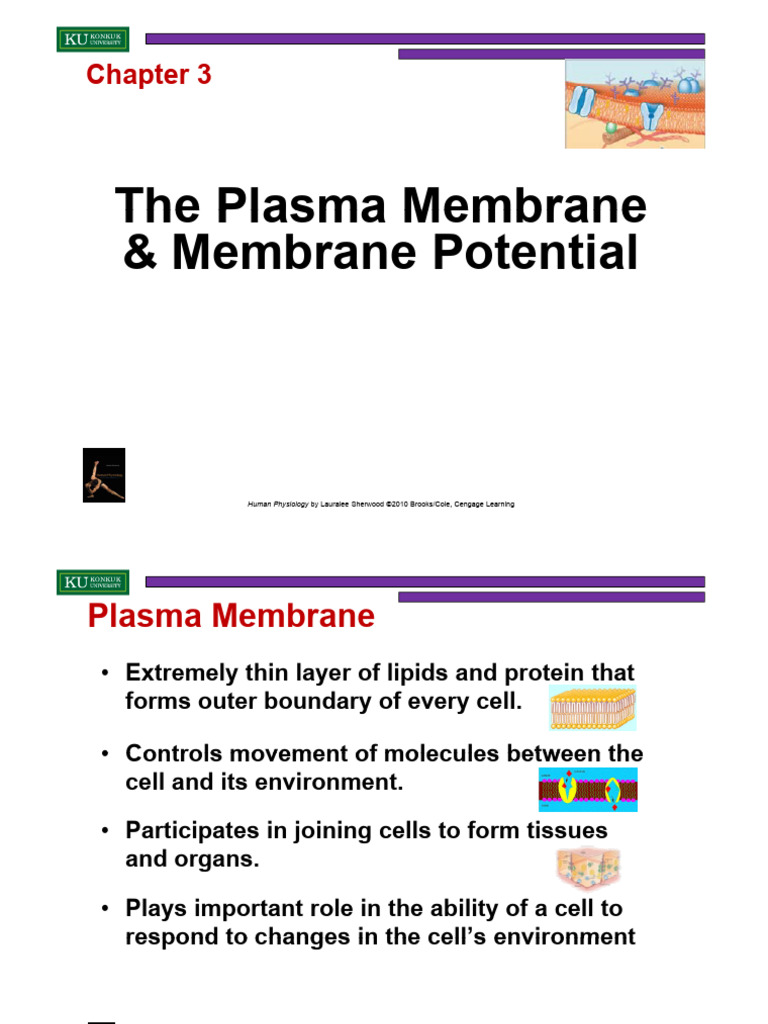 Chapter 3 The Plasma Membrane and Membrane Potential 1 | PDF | Cell ...