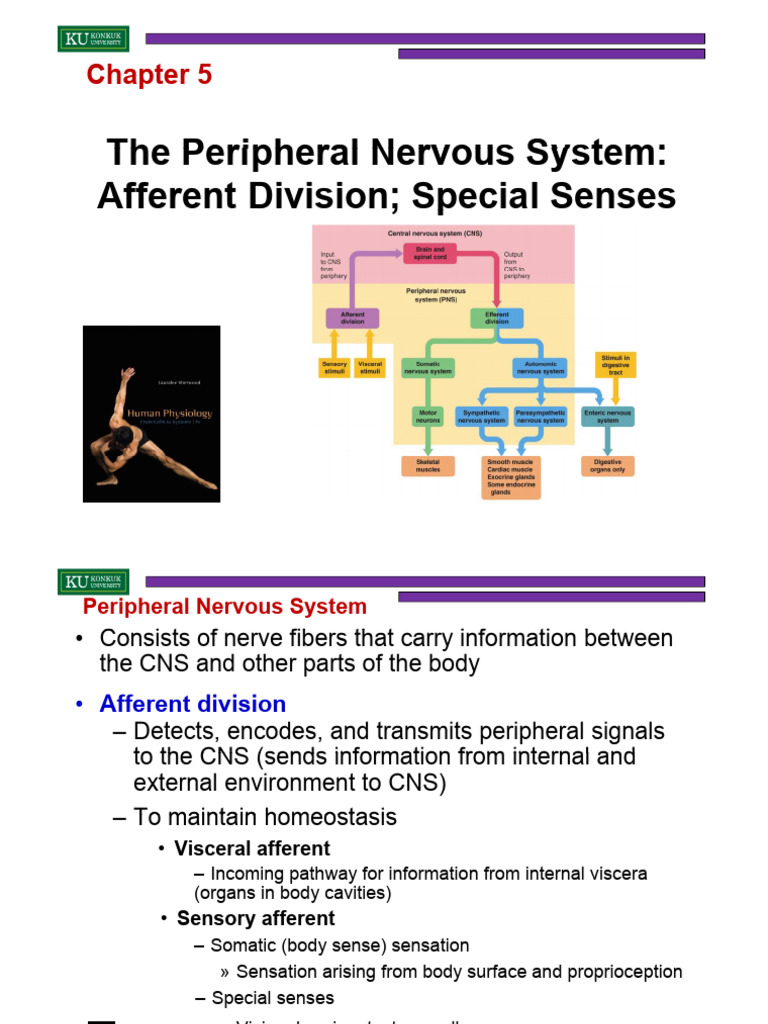 Chapter 6 the Peripheral Nervous System, Afferent Division | PDF ...