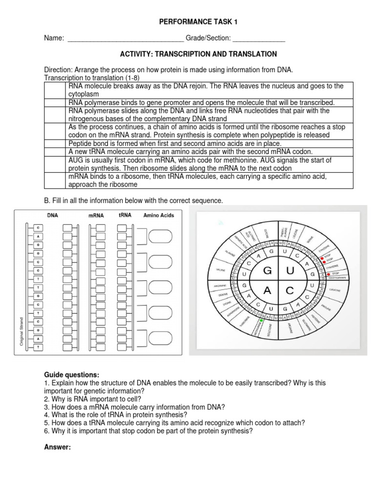 Performance Task 1 11 Group Activities | PDF | Translation (Biology) | Rna