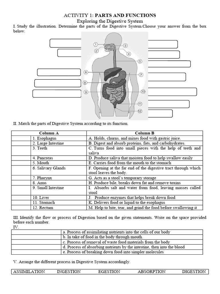 Activity 1 - Parts Functions Process of Digestive System | PDF | Human ...