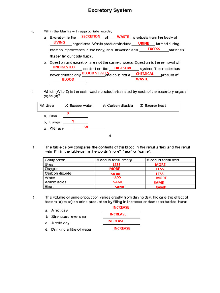 ACT IN EXCRET | PDF | Kidney | Urinary System