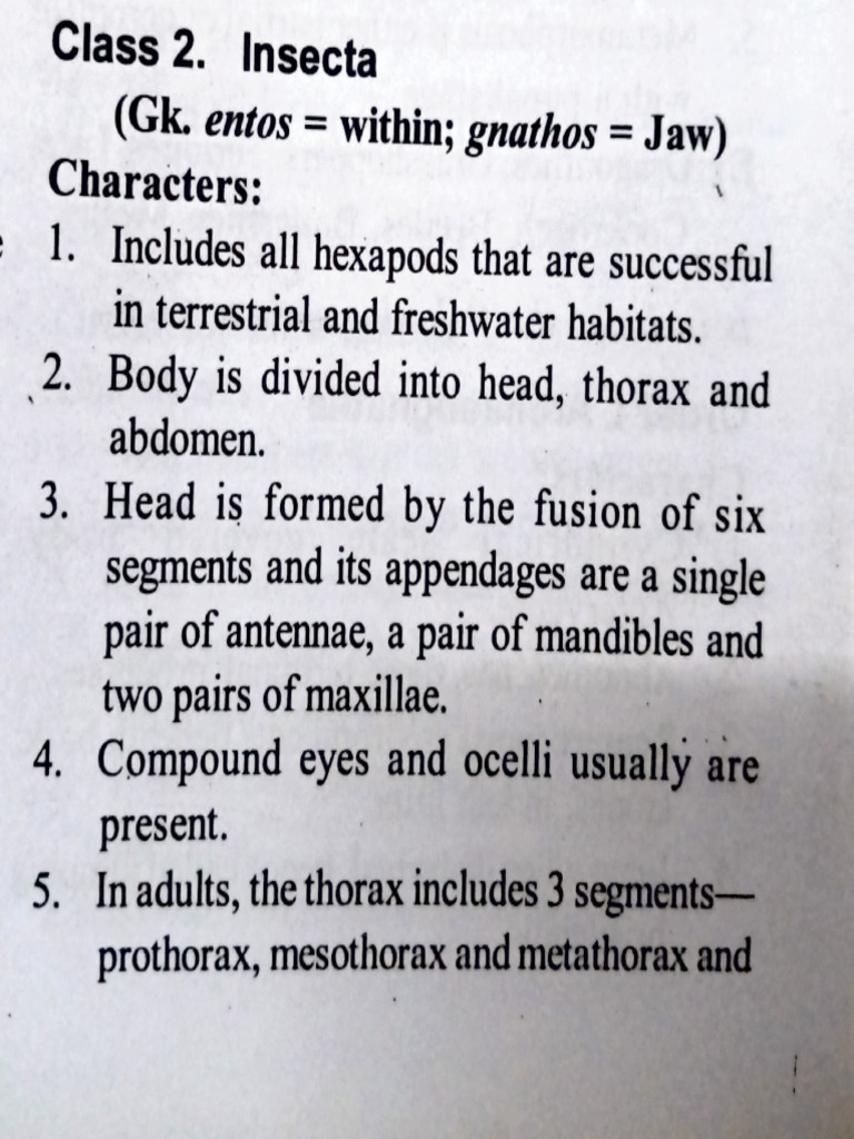Insecta Class Characteristics and Eyes | PDF | Eye | Insects