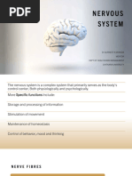 Overview of the Human Nervous System | PDF | Nerve | Nervous System