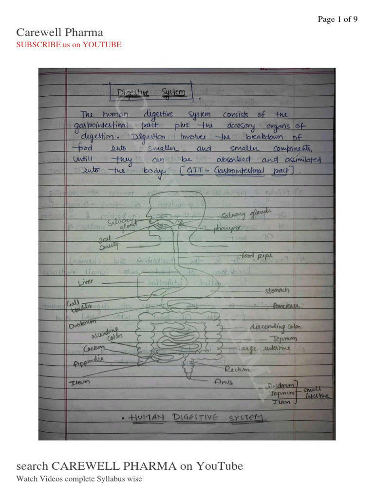 Digestive System, Hap-2 | PDF