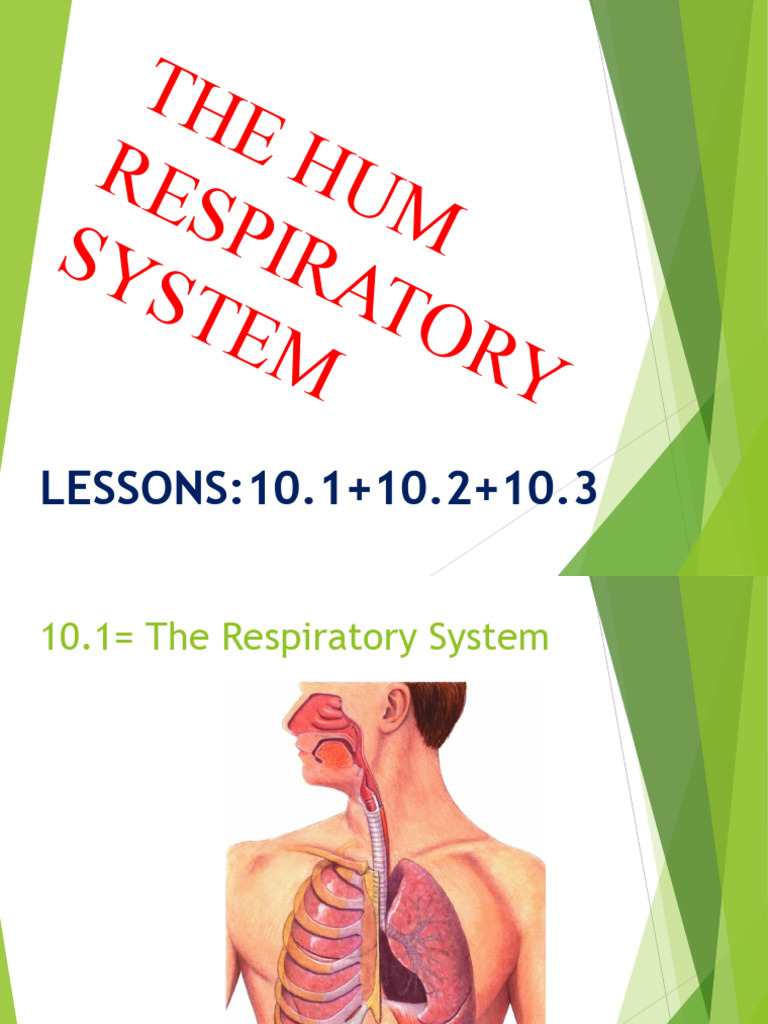 The Respiratory System | PDF | Respiratory Tract | Cellular Respiration