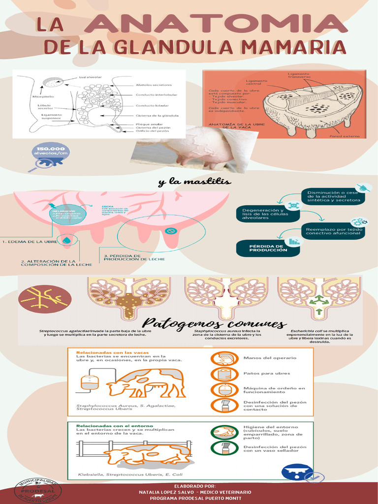 Ficha Tecnica Glandula Mamaria Mastitis by Natalia Lopez (Para Actv ...