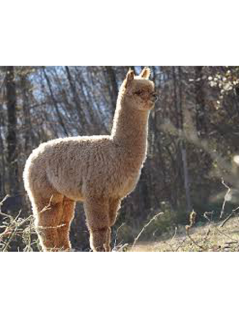 Lama | PDF