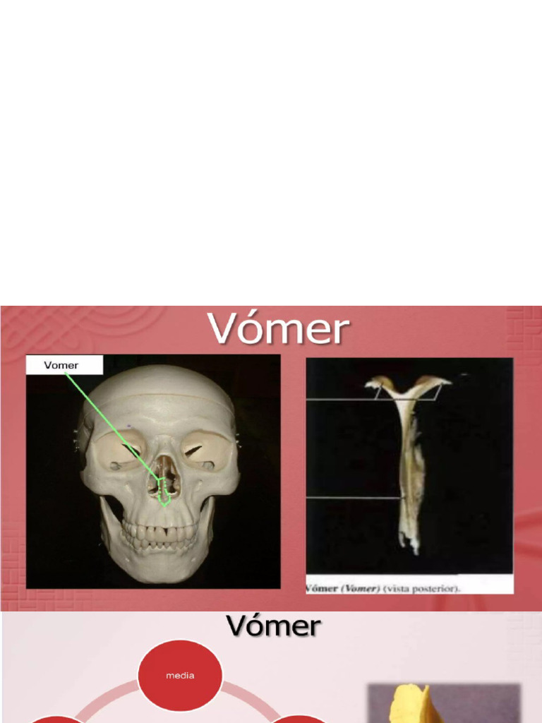 Vomer | PDF